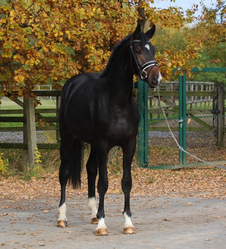 Quadriga Dressurpferde - Verkauf von Dressurpferden, Prämienstuten und ...